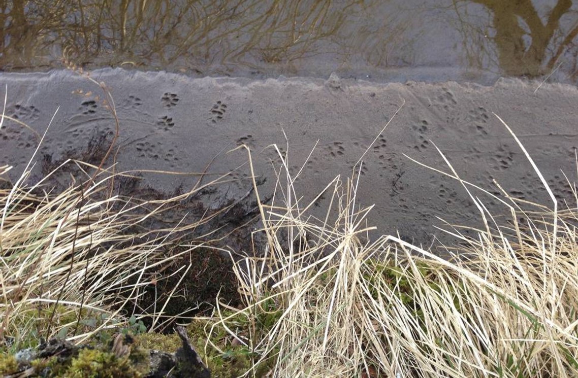 Ecology and Nature Conservation | Transport Scotland